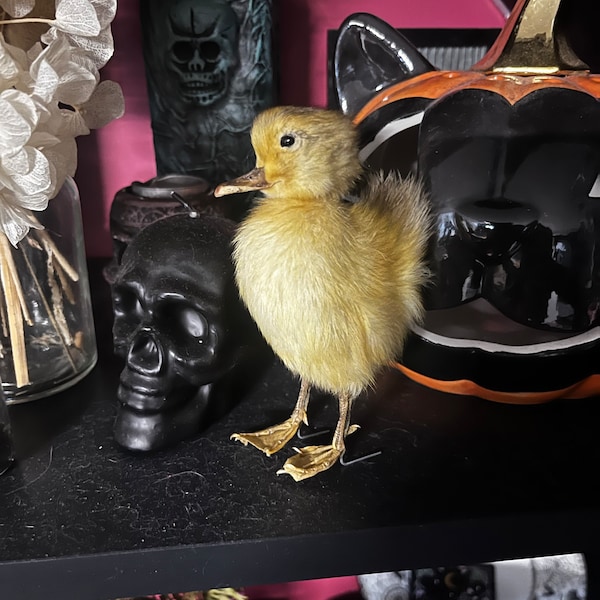 Real Little Yellow Duck Specimen Collectibles Study, Special Gifts Kids ...