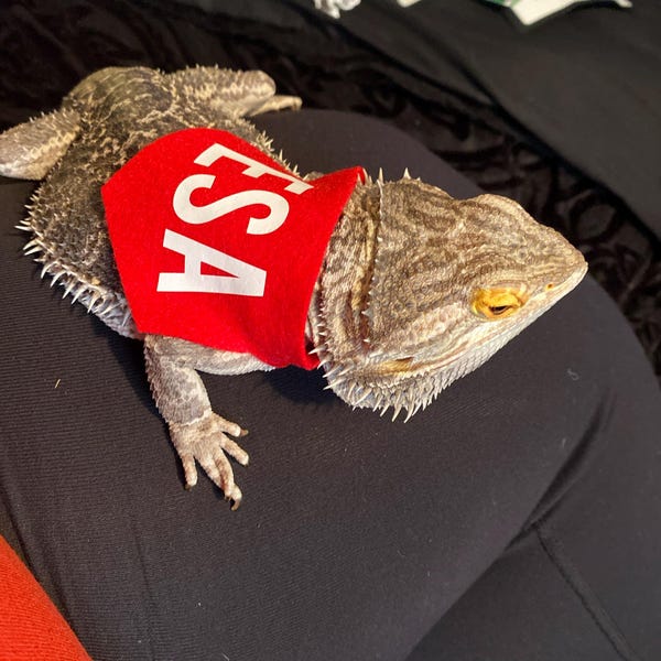 Rat Sweater for Rat Crochet Sweater for Small Pet Sweater for Fancy Rat ...