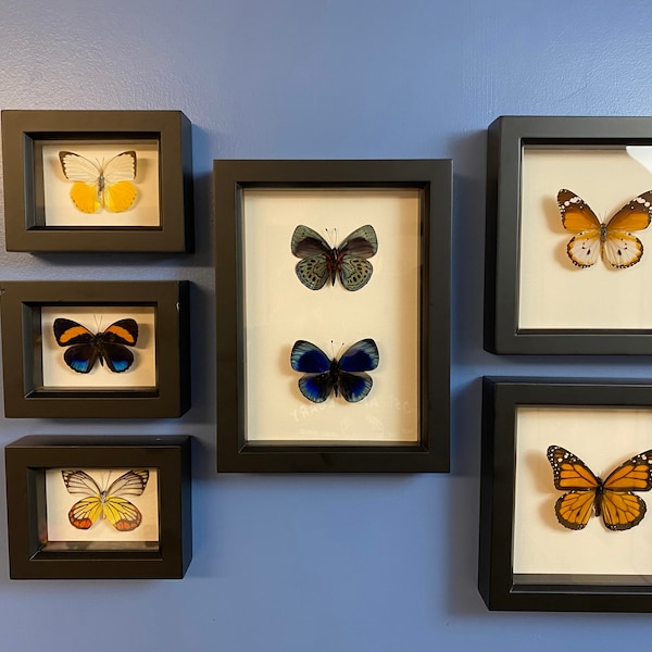 Real Framed Butterfly Monarch Butterfly Display 6x6 - Etsy
