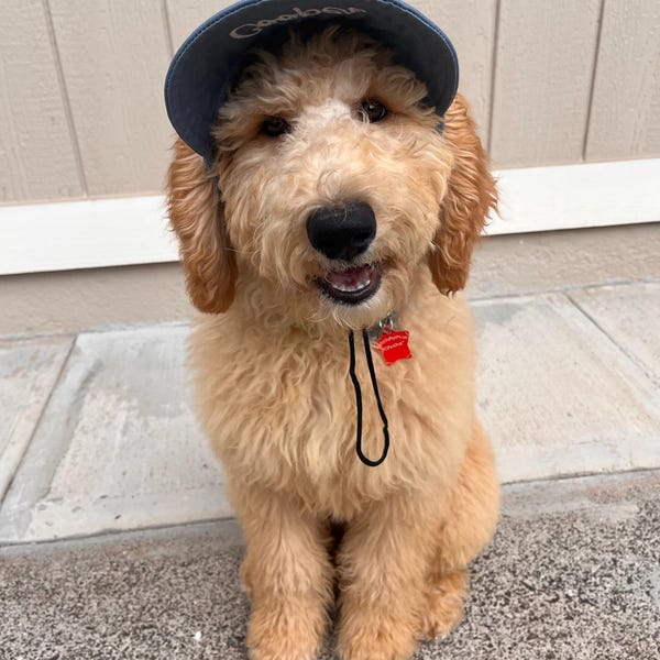 Custom Name Embroidered Dog Hat, Dog Sun Hat/cap With Custom Name ...