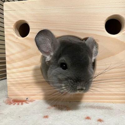 Chinchilla Hut Hideout House Free Standing House for Chinchilla Kiln ...
