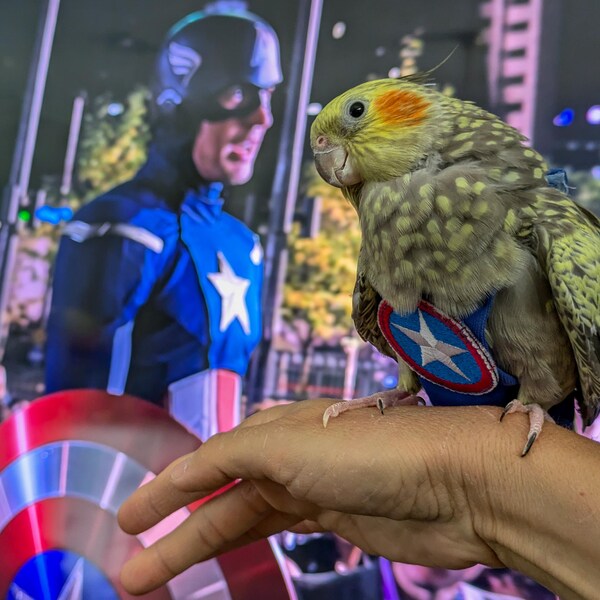 Party Bird Flight Suits With 2meters Leash for Parakeet Parrotlet ...