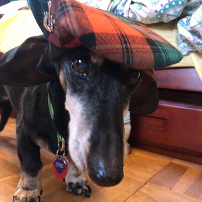 Balmoral Bonnet Dog Hat, Dog Hat, Caubeen Dog Hat, Dog Cap, Dog Bonnet ...