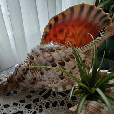 61.3mm Florida Gulf BEACH Collected Neverita Delessertiana Moon SNAIL ...