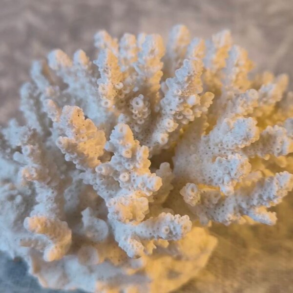 Coral, Real Coral,beautiful Natural White Coral,natural Coral Tree - Etsy