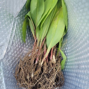 Wild Ramp Seeds - Etsy
