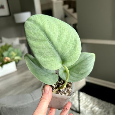 Cebu Blue Ghost Variegated Epipremnum Pinnatum Rooted Starter Plant - Etsy