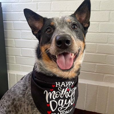 Ball-less & Flawless Dog Bandana, Funny Dog Bandana, Neuter Bandana ...