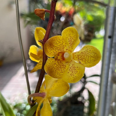 Premium Vanda Orchids Choose Free Shipping - Etsy