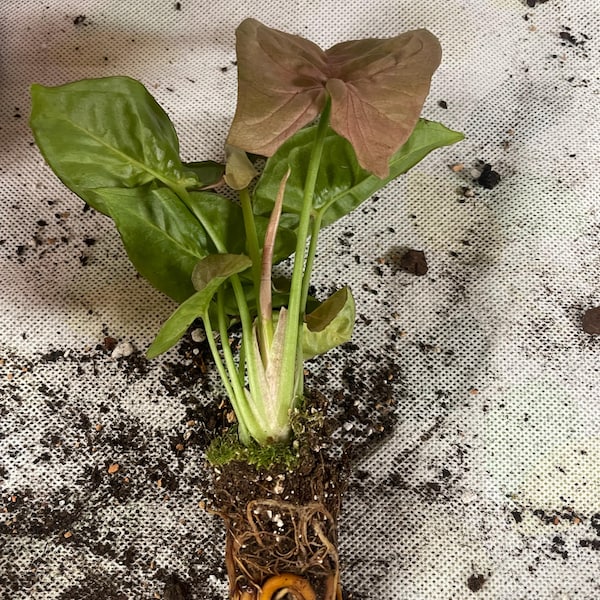 Philodendron White Princess #2 Starter Plant (ALL STARTER PLANTS ...