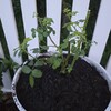 Rose “ausham” English Shrub Rose Ownroot Plant, 1 Gallon - Etsy