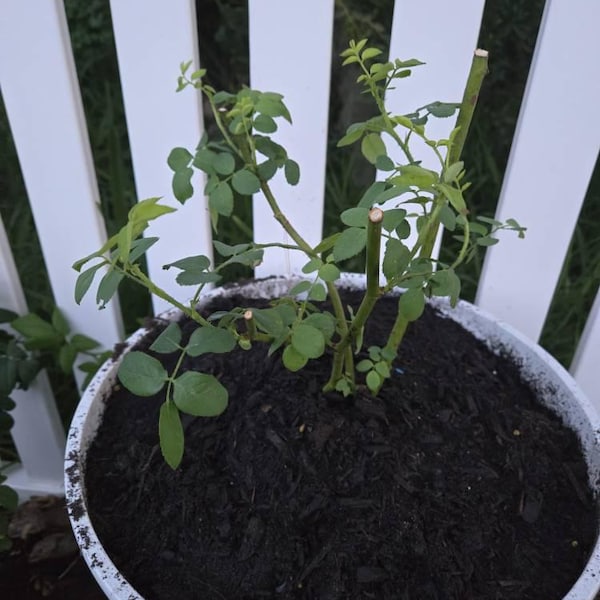 Rose “ausham” English Shrub Rose Ownroot Plant, 1 Gallon - Etsy