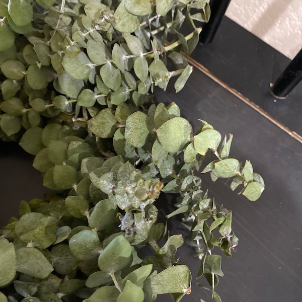 Fresh Grevillea Foliage - Free Shipping - for DIY Wedding | Bouquet ...