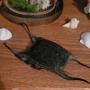 Stag Beetle - Dorcus Alcides A1 Unspread and Unmounted for All Your Art ...