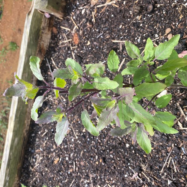 Germander, Teucrium Chamaedrys, 50 Seeds per Pack, Organic, GMO Free ...