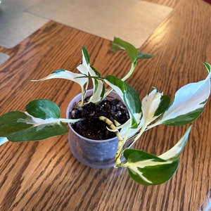 Epipremnum Aureum japanese Global Pothos Fully Rooted Extremely Rare ...