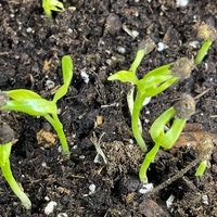 LARGE PACKAGE 300 Seeds Garlic Chive Seeds asian Herb Organic 韭菜 Gow ...