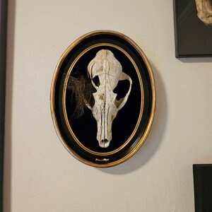 Drf's Crow Reduction Collar Simple, Affordable, Handmade Crow Quieting ...