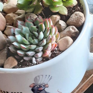 Imported Living Stone Lithops Succulent Plant - Etsy