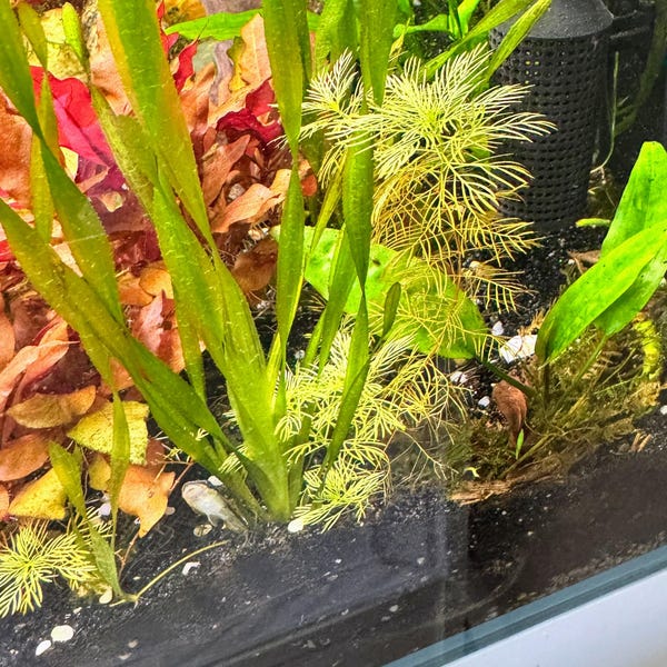 4 Micro Bucephalandra Plants! Live Aquarium Plants! Free S/h Live ...