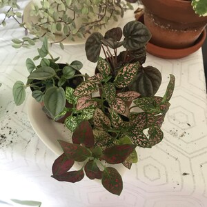 Calathea Medallion Roseopicta 6 Inch Regel Rose Rabbit Ear - Etsy