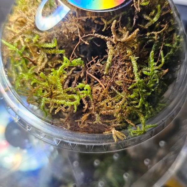 2 Pack Pixie Cup Live Lichen Moss for Terrariums Fairy Gardens Bonsai ...