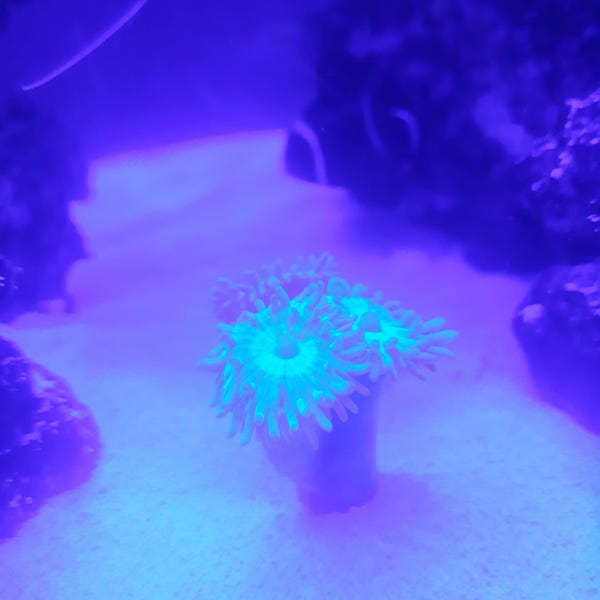 Bicolor Frogspawn Coral Frag Saltwater Aquarium Corals - Etsy