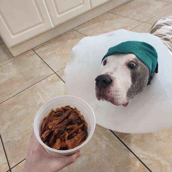 Rabbit Ears, Dehydrated 10 Pack, Hair on Treats Chews Bone Ear - Etsy