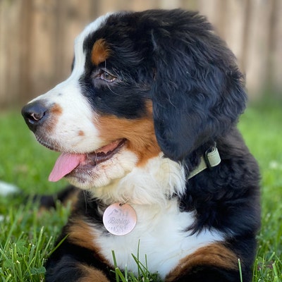 Dog Tag Personalized Steel ID Tag Custom Metal Pet Tag Microchipped Tag ...