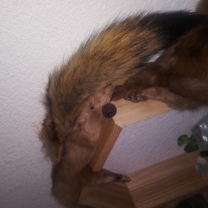 Ancient Fossilized Corax Shark Dinosaur Teeth Shark Teeth - Etsy