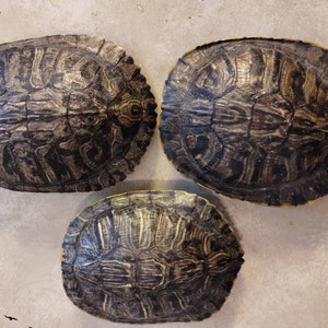 3 2 6 Mississippi River Map Turtle Shells - Etsy