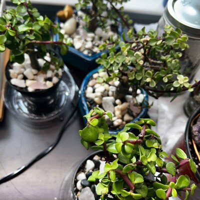 Variegated Mini Jade Bonsai Start Portulacaria Afra Grown in an 8 Pot ...