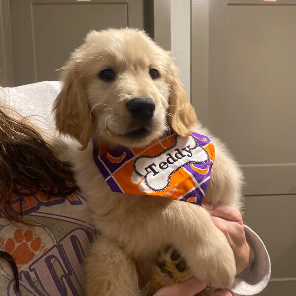 LSU Tigers Dog Bandana, Personalized, Football, College, Slides Through ...