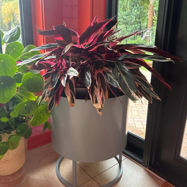 Croton Red Batik - Live Plants in 4 Inch Pots - Codiaeum Variegatum ...