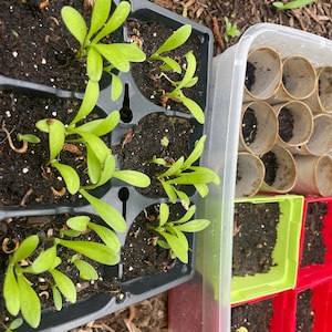 Calendula Officinalis, Fancy Mix Heirloom Seeds, Flower Seeds - Etsy