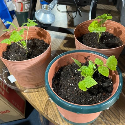 Fall Gold Raspberry Starter Plant Sweet Raspberries Yellow Berry Fruit ...