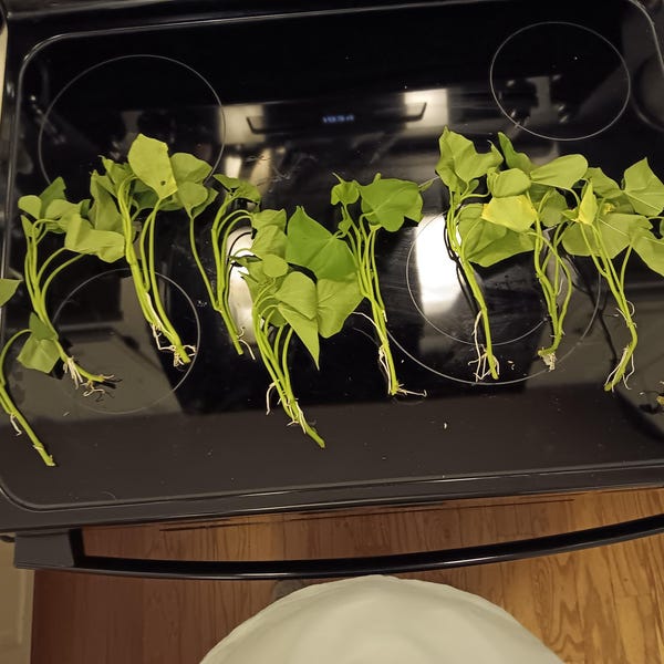 Yellow Bignonia Crossvine Plant Rooted Starter Live Plant in Pot 2 to 6 ...