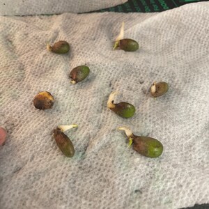 Dragon Tree 'dracena Draco' Fresh Seeds 10pc - Etsy