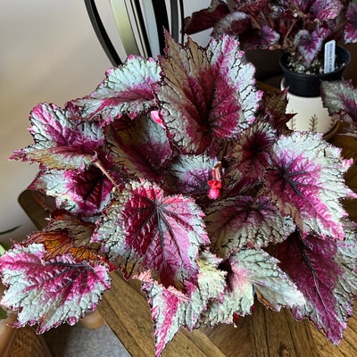 Jurassic™ Rex Begonia 'pink Splash' - Etsy
