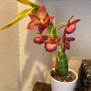 Cycnodes Taiwan Gold 'orange' (cycnoches Chlorochilon × Mormodes Badia ...
