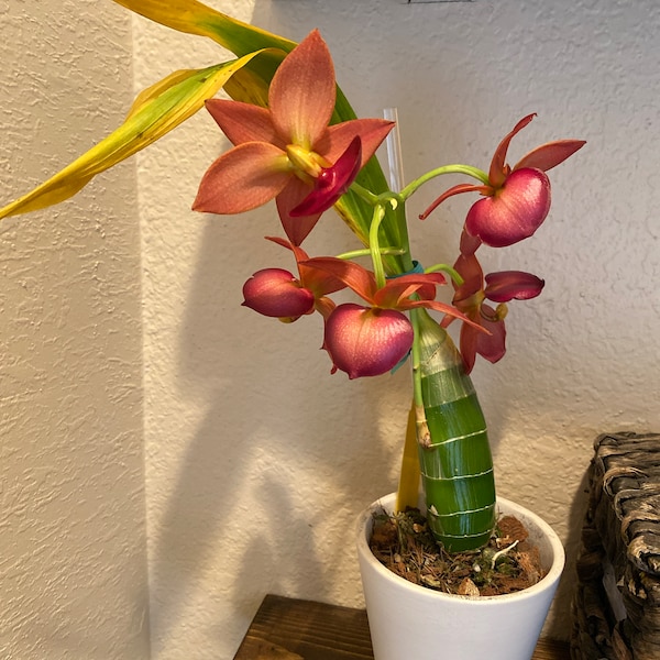 Cycnodes Taiwan Gold 'orange' (cycnoches Chlorochilon × Mormodes Badia ...