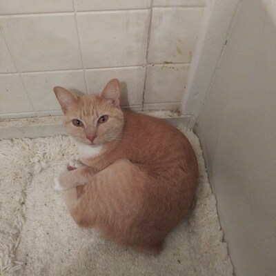 Tree of Life / Labyrinth Mini Grid - Etsy