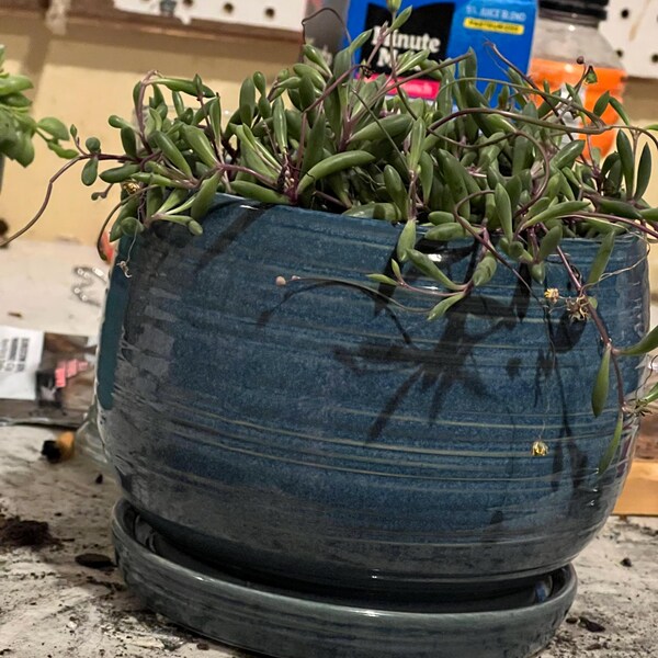 Ruby Necklace, String of Rubies, Little Pickles, Othonna Capensis ...