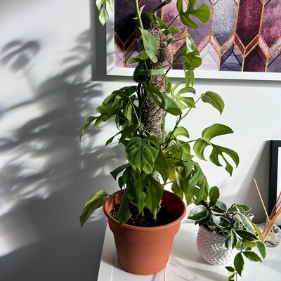 Macrame Plant Trellis Handmade Natural Trellis for Plants - Etsy