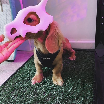 Cubone Dog Mask / Dinosaur Mask / Dog Costume / Funny Dog Gift / 3D ...