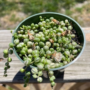 3 Pack Reusable Plant Rooting Air Layering High-pressure Box - Etsy