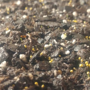 Irish Moss Seeds Irish Moss Ground Cover Seeds Sagina Subulata Seeds ...