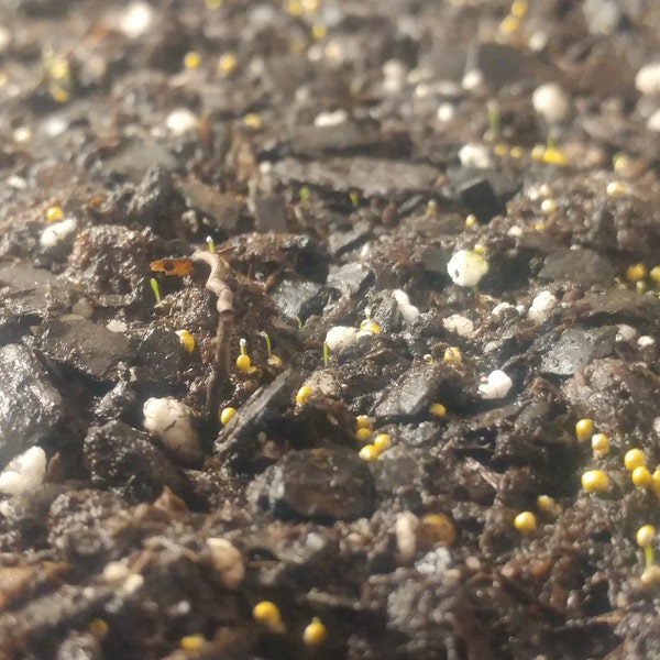 Irish Moss Seeds | Irish Moss Ground Cover Seeds | Sagina Subulata ...