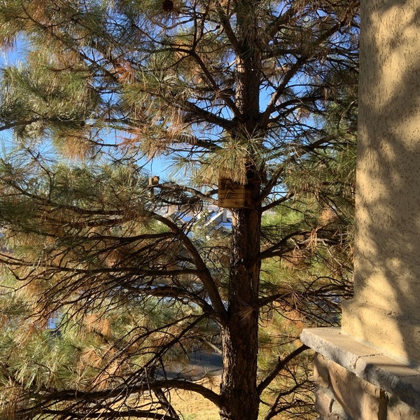 Squirrel House, Squirrel Nest Box, Wildlife Rehab Approved Squirrel Box ...