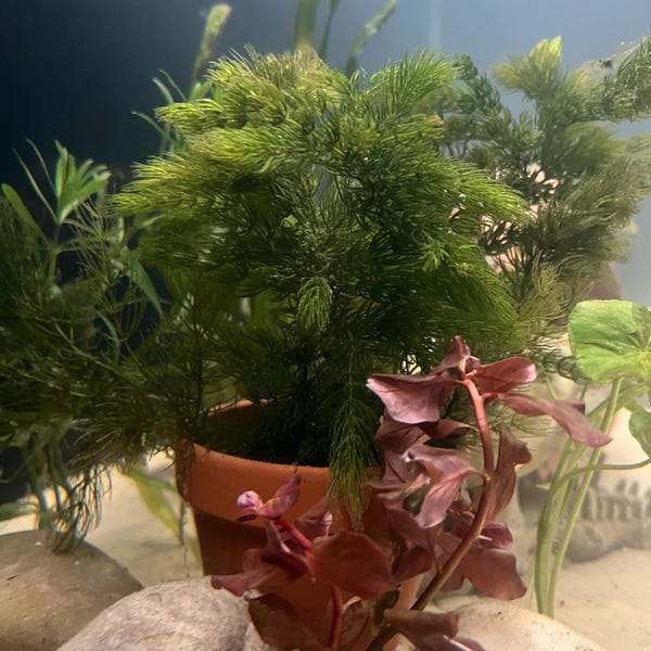 BUY 2 GET 1 FREE Hornwort-coontail (ceratophyllum Demersum)-easy Live ...